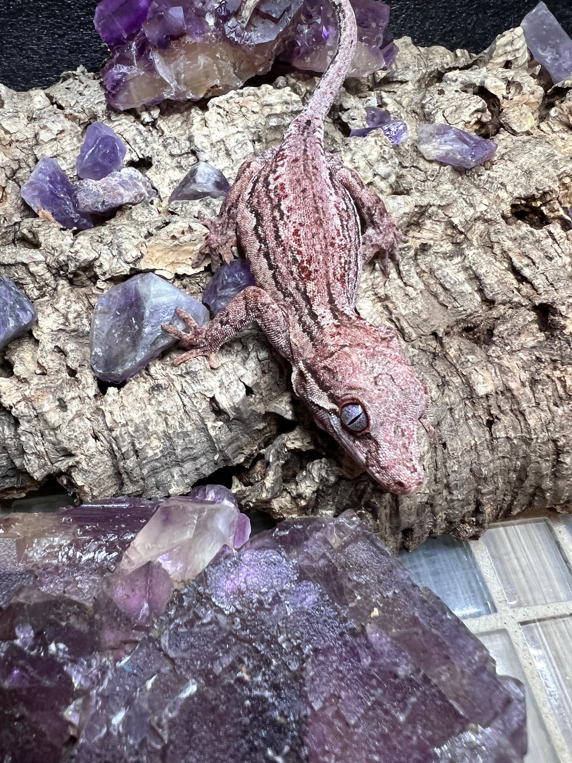 Pink Stripe Gargoyle Gecko by Bergies geckoyles - MorphMarket