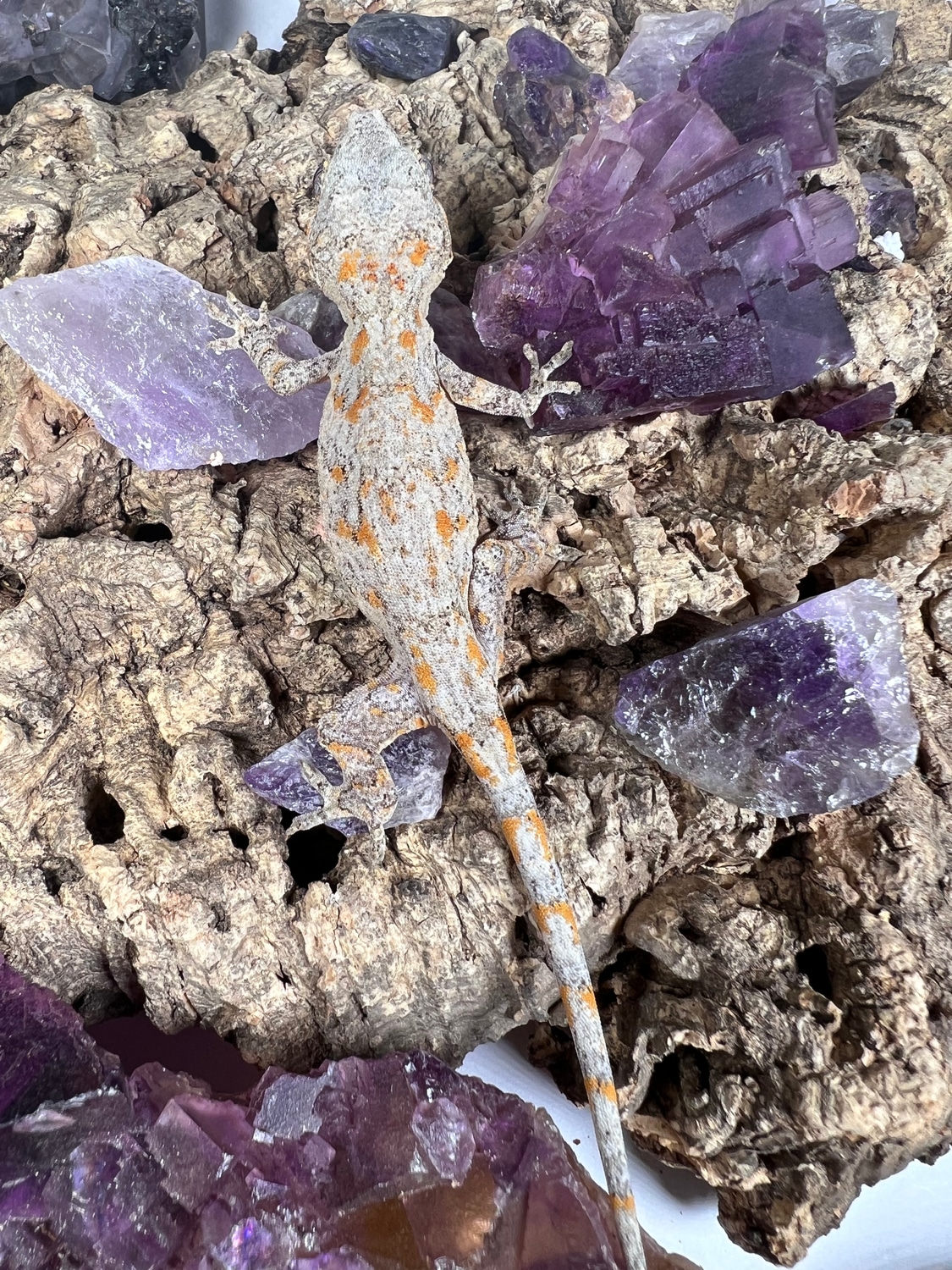Orange Blotch Gargoyle Gecko by Bergies geckoyles - MorphMarket