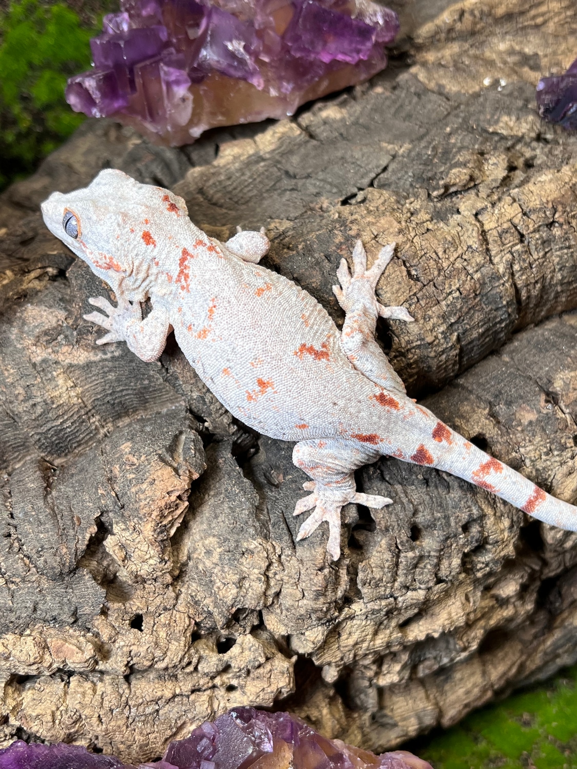 Orange Blotch Gargoyle Gecko by Bergies geckoyles - MorphMarket