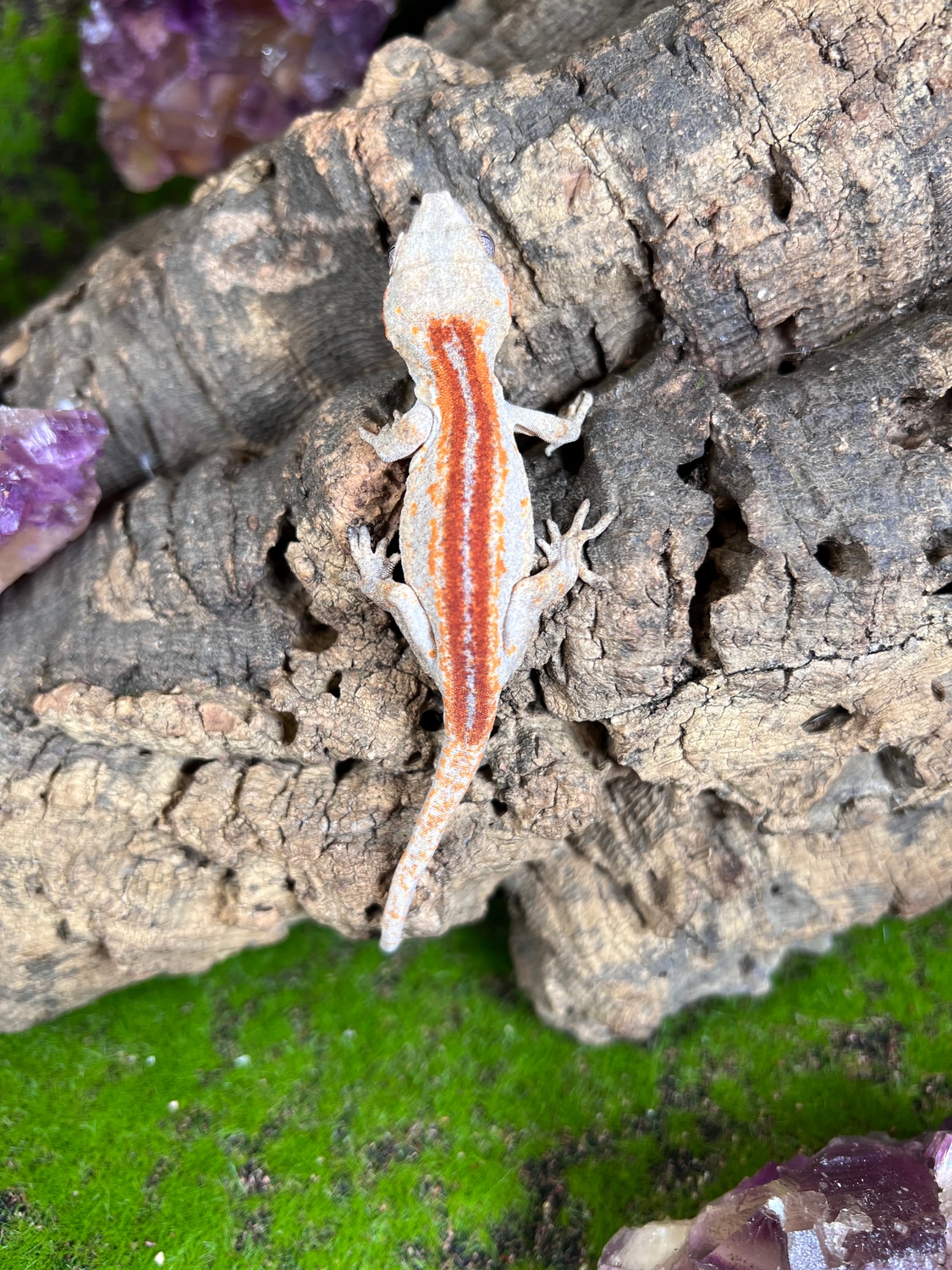Neon Red Stripe Gargoyle Gecko by Bergies geckoyles - MorphMarket