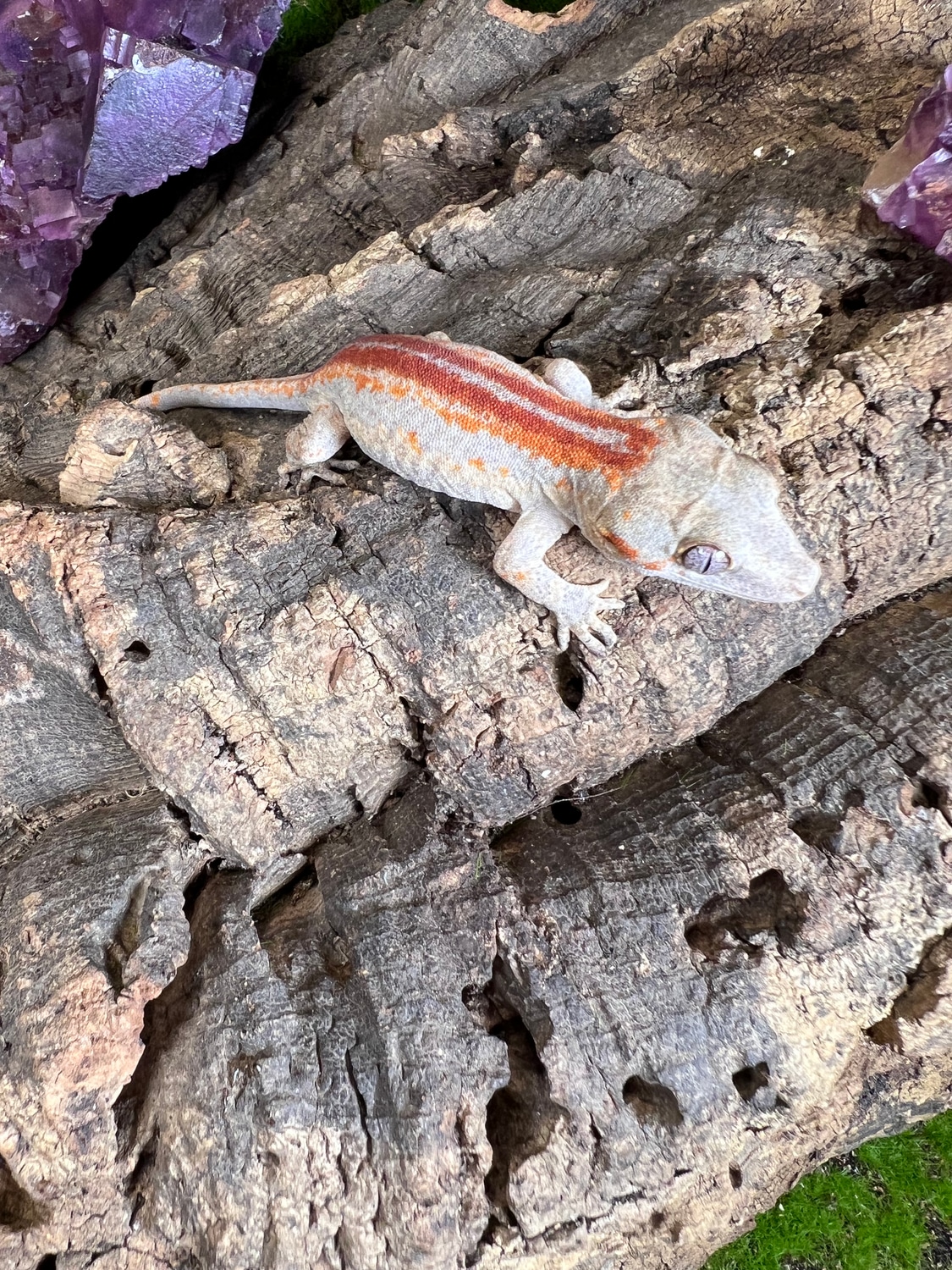 Neon Red Stripe Gargoyle Gecko by Bergies geckoyles - MorphMarket