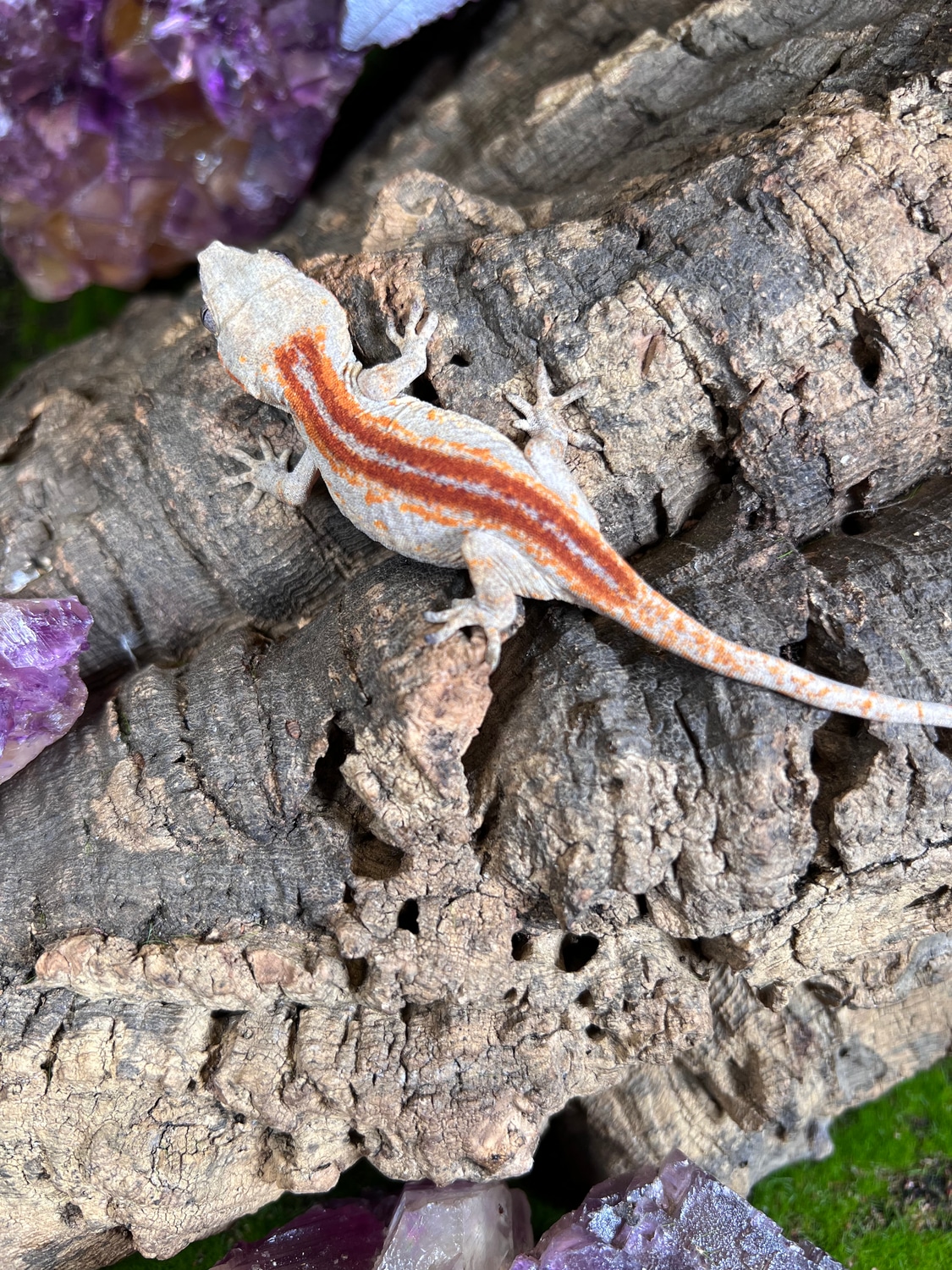 Neon Red Stripe Gargoyle Gecko by Bergies geckoyles - MorphMarket