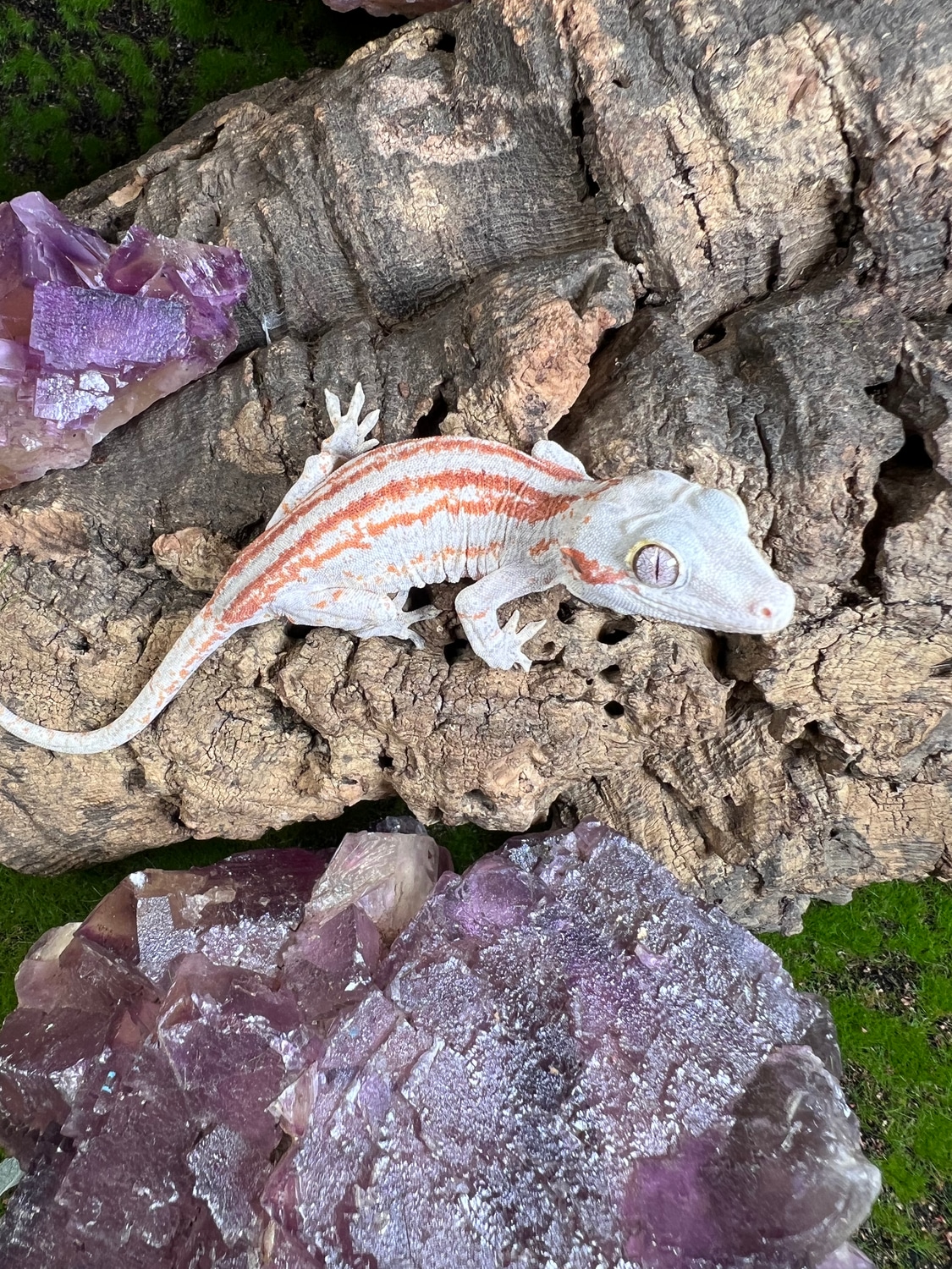 Red Stripe Gargoyle Gecko by Bergies geckoyles - MorphMarket