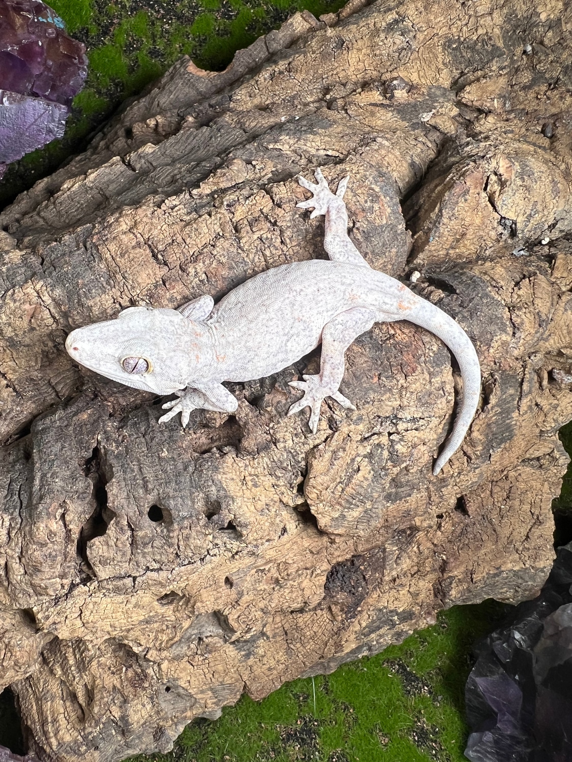 Reticulated Gargoyle Gecko by Bergies geckoyles - MorphMarket