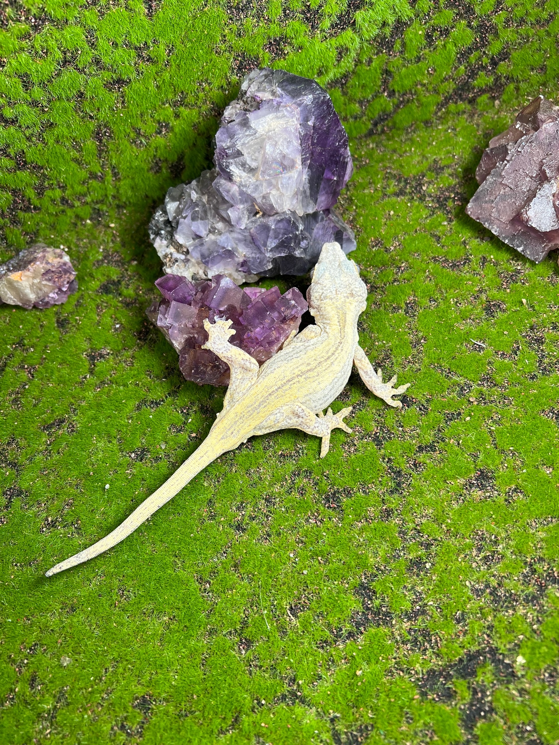 RTB Yellow Base Stripe Gargoyle Gecko by Bergies geckoyles - MorphMarket