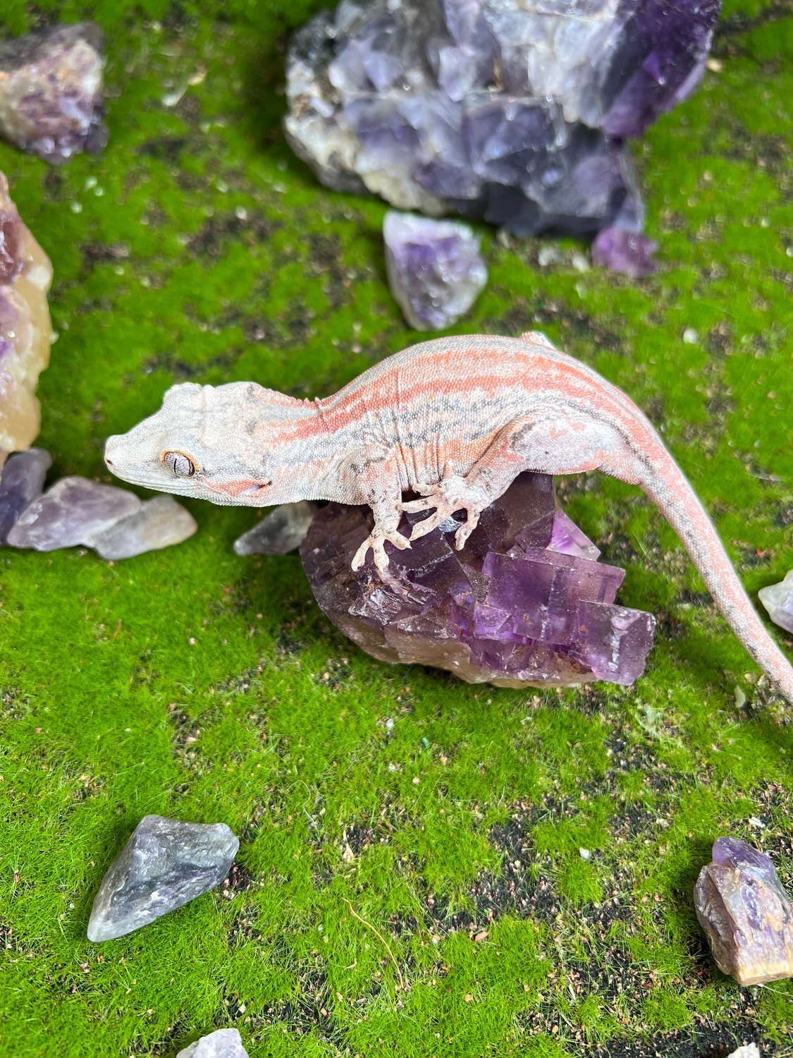 Orange Stripe Gargoyle Gecko by Bergies geckoyles - MorphMarket