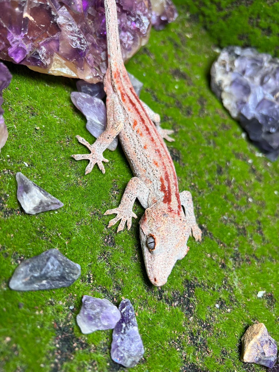 Red Stripe Gargoyle Gecko by Bergies geckoyles - MorphMarket