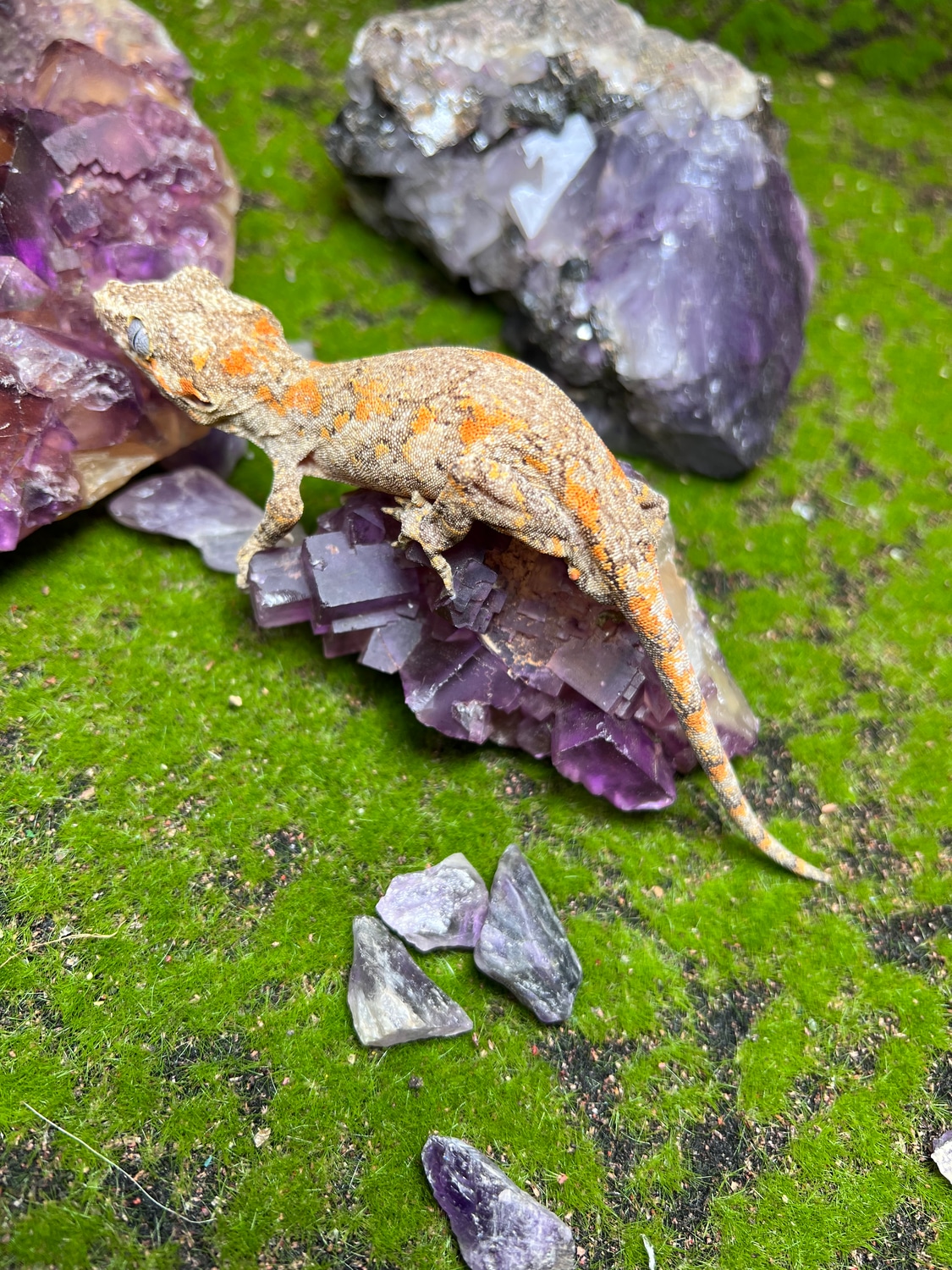 Orange Blotch Gargoyle Gecko by Bergies geckoyles - MorphMarket