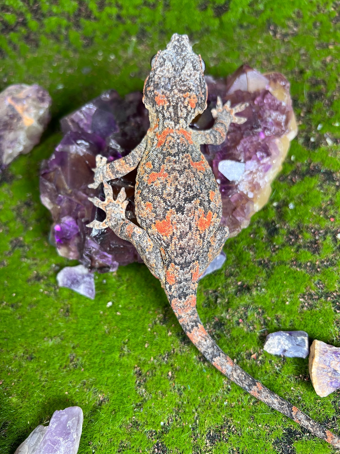 Proven Orange Blotch Gargoyle Gecko by Bergies geckoyles - MorphMarket
