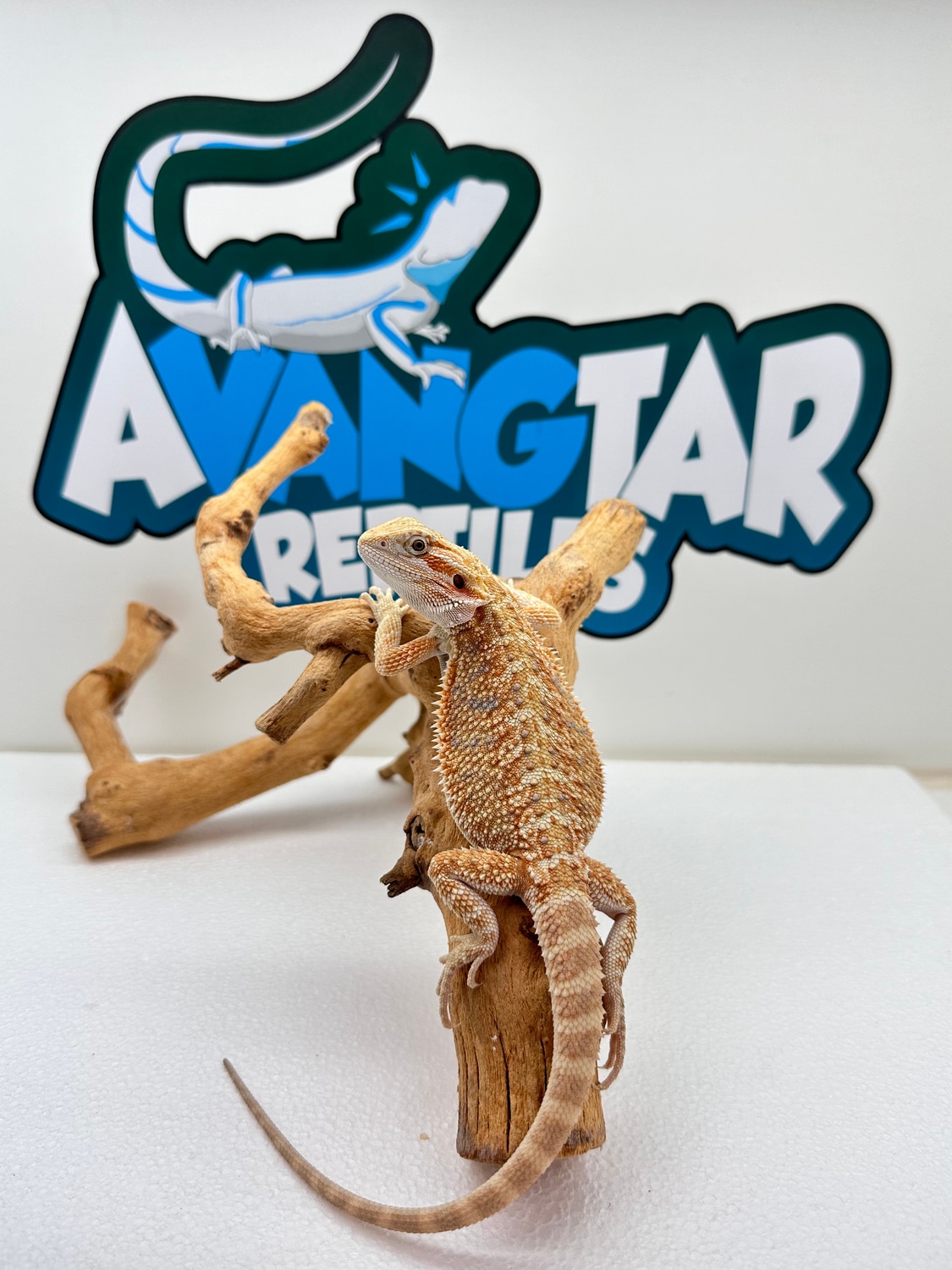 Hypo 66% Het Zero 50% Het Translucent Central Bearded Dragon by ...