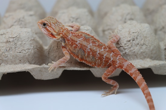 Female; Hypo Trans 66% Poss Het Zero Central Bearded Dragon by Avangtar ...