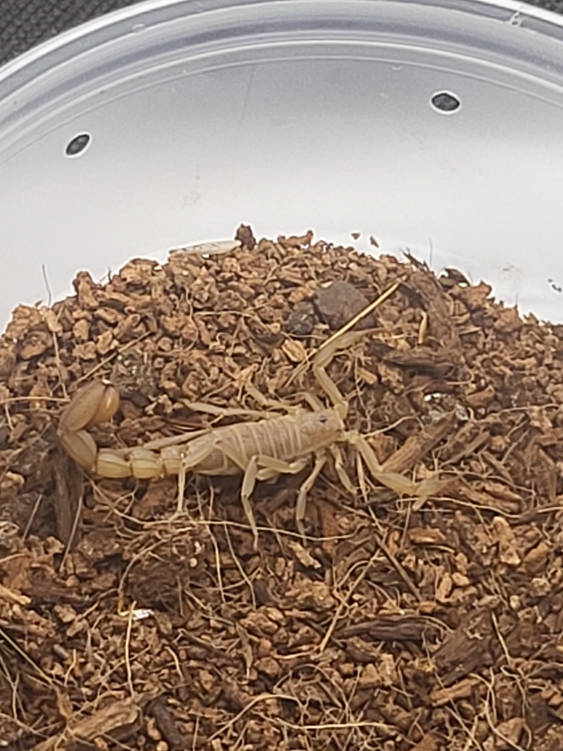 Dune (Smeringurus Mesaensis) Scorpion by Avant's Exotics LLC - MorphMarket