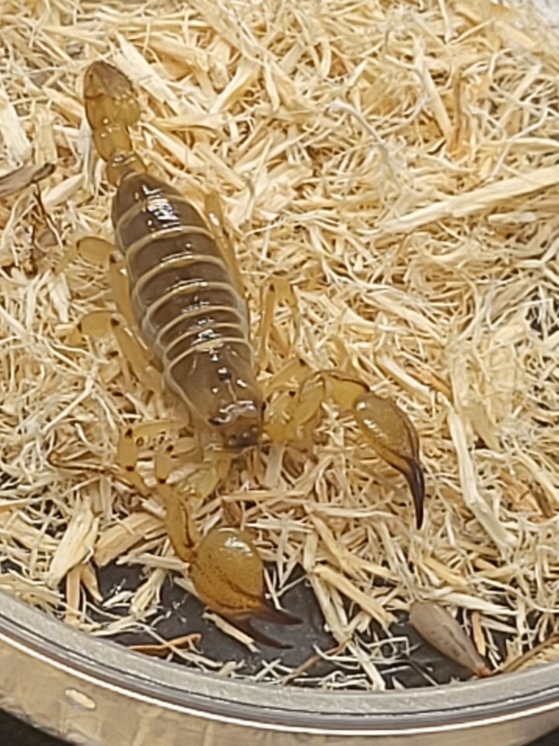 Israeli Gold (Scorpio Maurus) Scorpion by Avant's Exotics LLC - MorphMarket