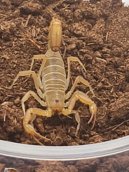 Striped Devil (Hoffmannius Spinigerus) Scorpion by Avant's Exotics LLC