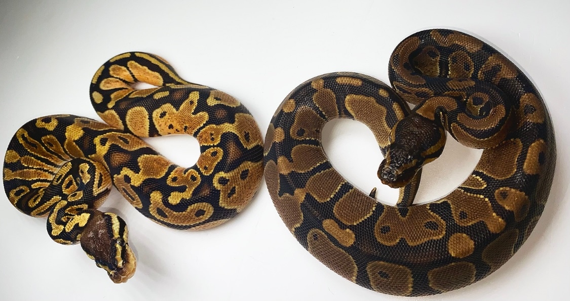 Pair* Het SUNSET 50% Het Pied Ball Python by VellaReptiles - MorphMarket
