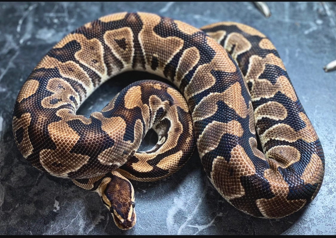 Migraine/cryptic *RARE** Single Gene Ball Python by VellaReptiles ...