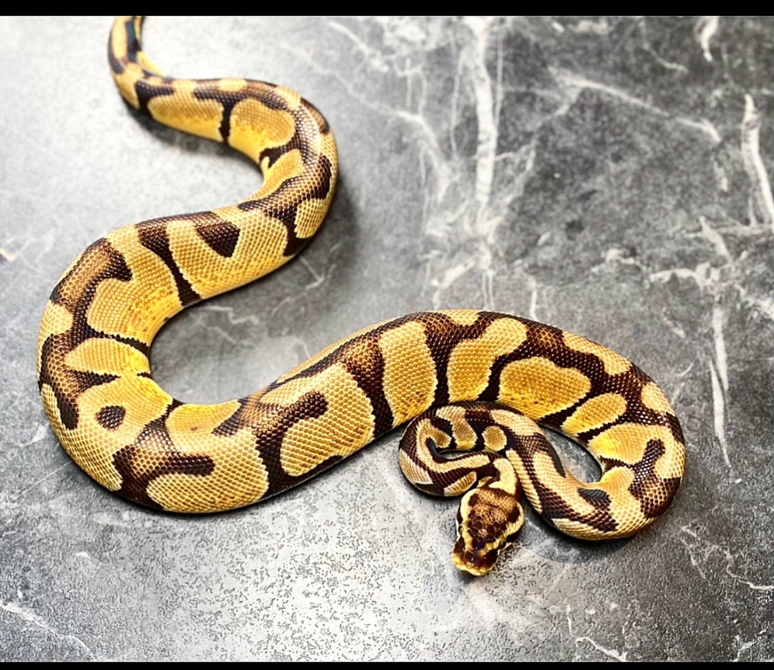Enhi Pastel X Enchi Od Her Susnet Poss Yb Ball Python by VellaReptiles ...