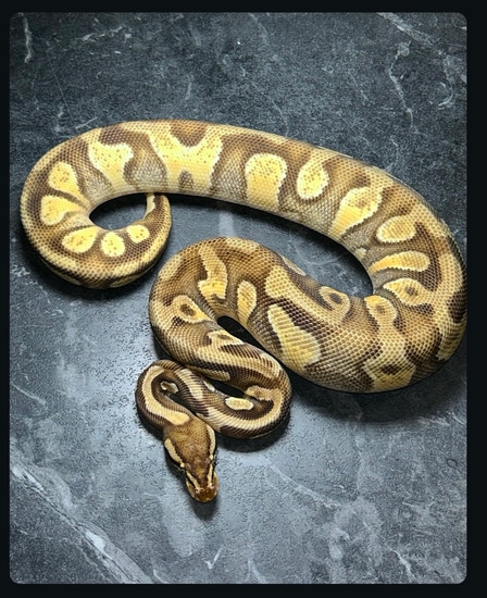 Enchi Mojave Yb Het Sunset Ball Python by VellaReptiles