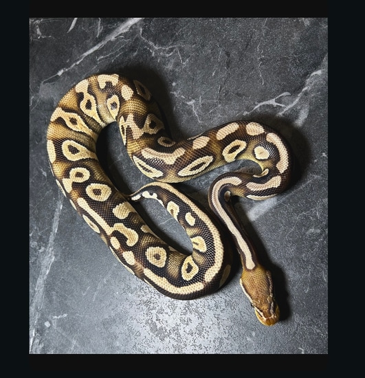 Od Mojave Het Sunset Ball Python by VellaReptiles