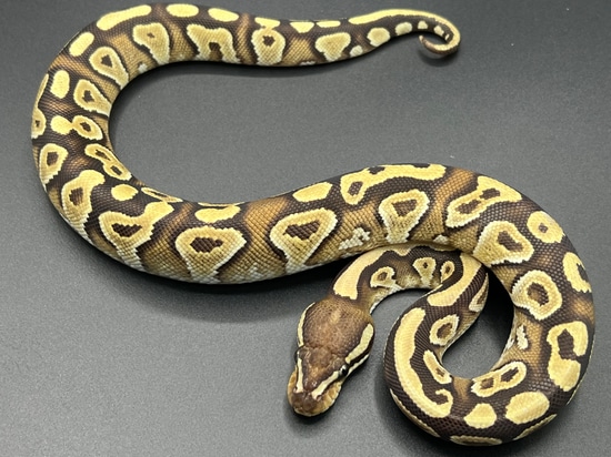 Mahogany Mojave Fire Ball Python by Avery’s exotics
