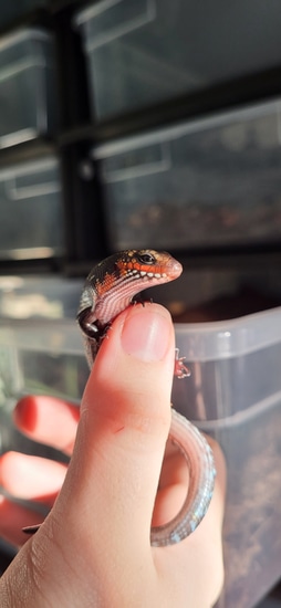 CBB Extreme Red Het Anery & Axanthic Fire Skink by Skinks Inc.