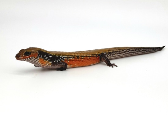 Patternless Het Anery Fire Skink by Skinks Inc.