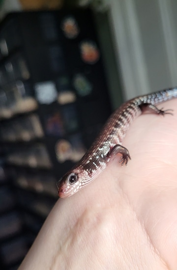 CBB Anery (Pos Axanthic) Fire Skink by Skinks Inc.