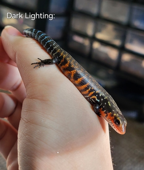 PROBABLE HYPO High Red 100% Het Anery Fire Skink by Skinks Inc.