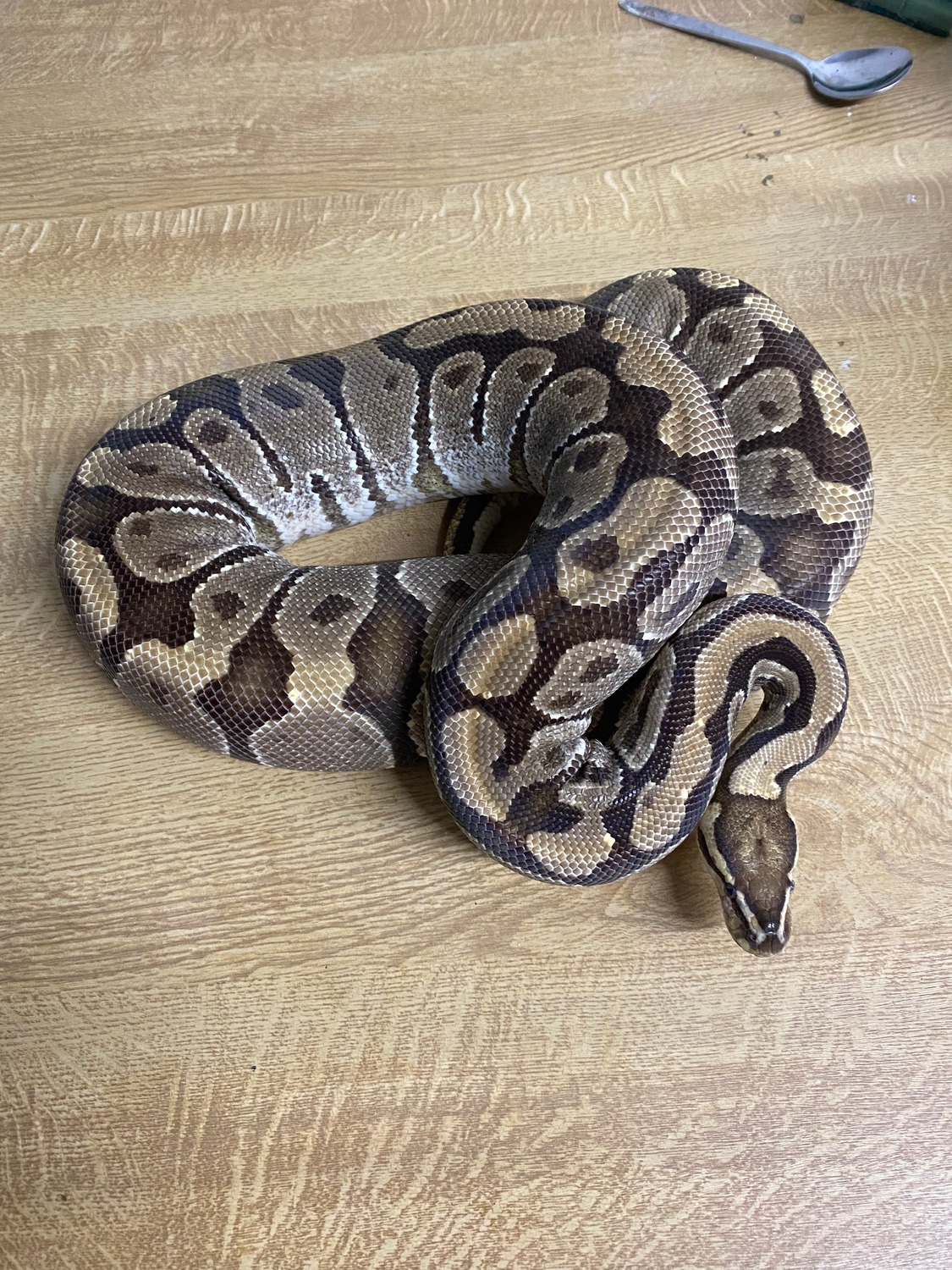 Fire Ball Python by Avara Ball Pythons - MorphMarket