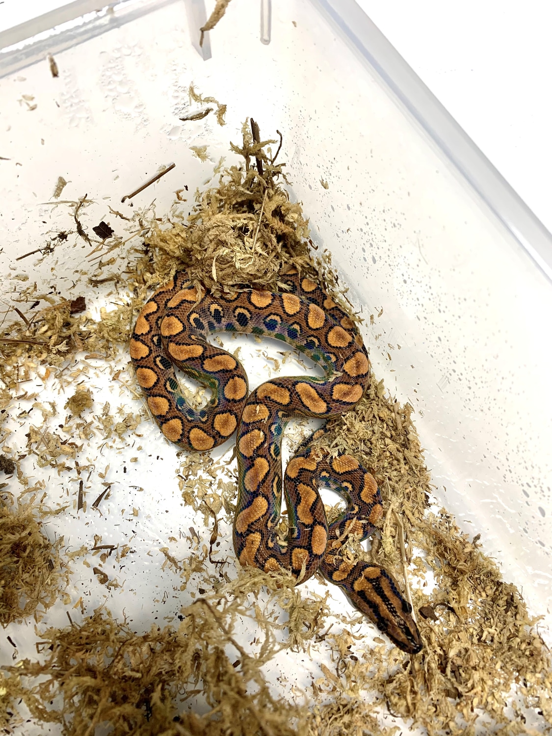 Brazilian Rainbow Boa by Vick's Reptiles - MorphMarket