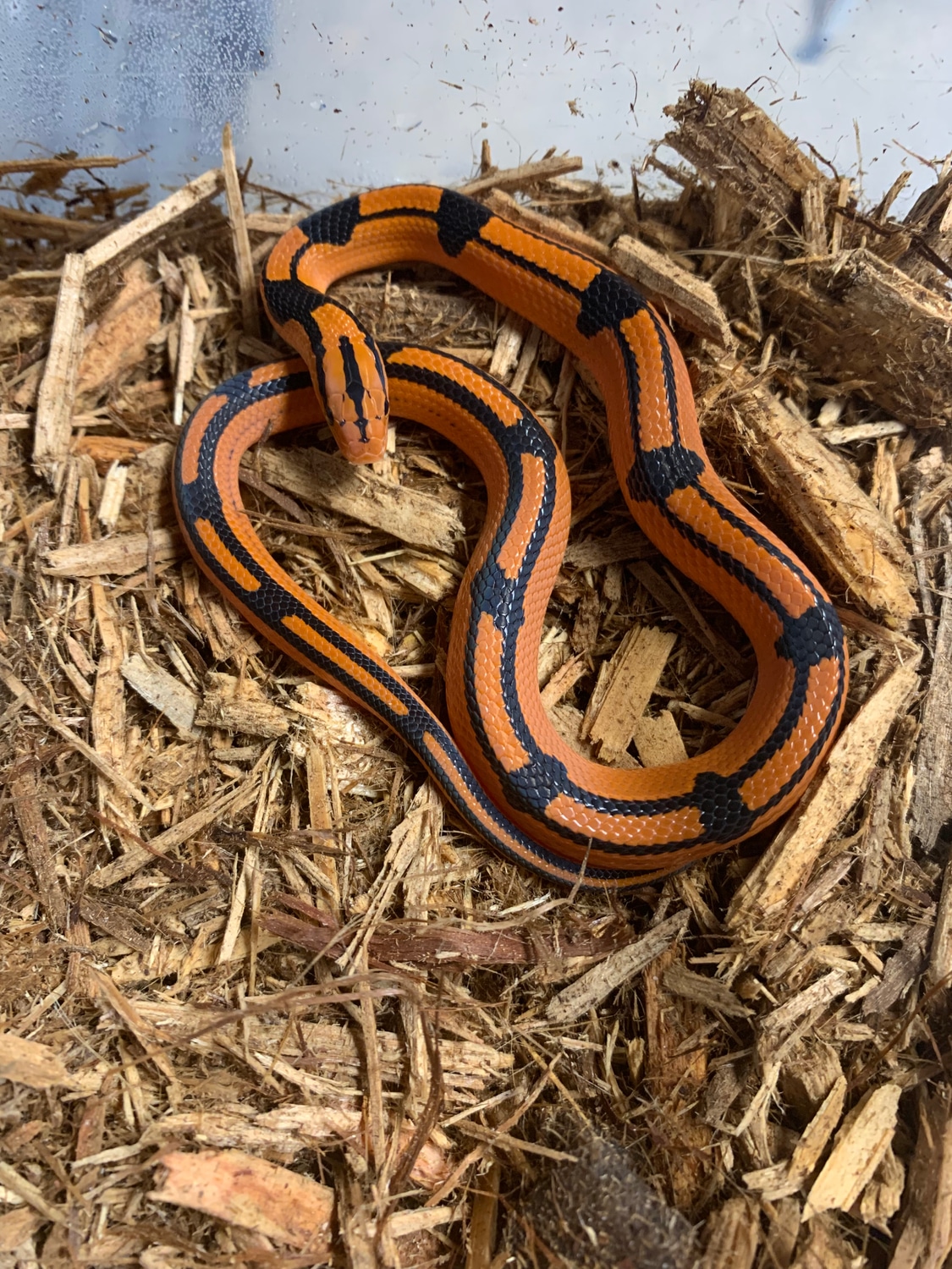 Thai Bamboo Rat Snake by Vick's Reptiles - MorphMarket