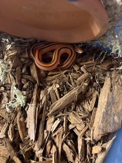 Thai Bamboo Rat Snake (O.p.coxi) by Vick's Reptiles