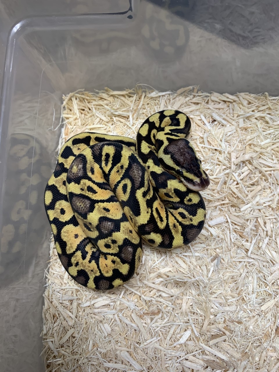 Juvenile Firefly Enchi Ball Python by Vick's Reptiles - MorphMarket
