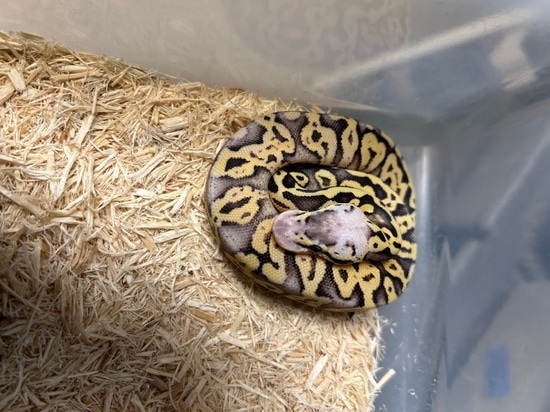 Superfly Ball Python by Vick's Reptiles