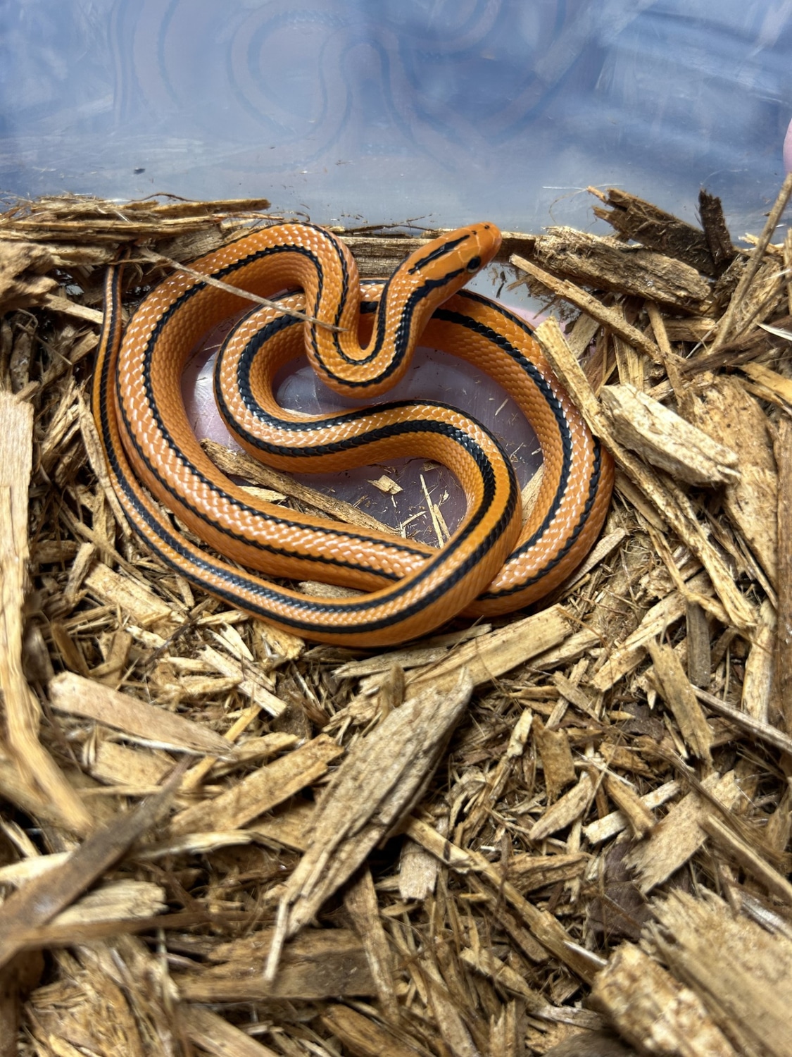 Thai (O.p.coxi) Bamboo Rat Snake by Vick's Reptiles - MorphMarket