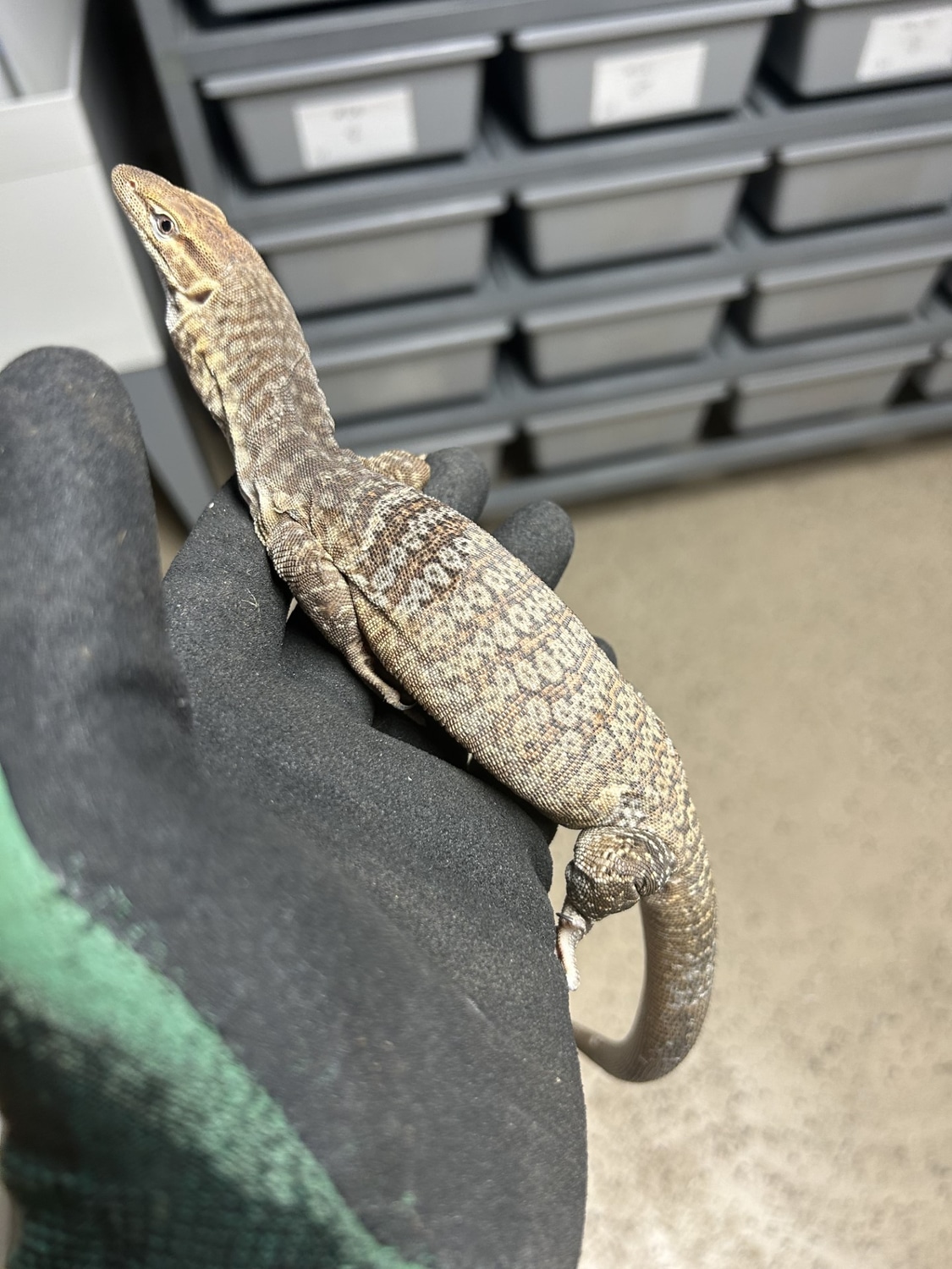 Male Black-Headed Monitor (V.tristis) Other Monitor by Vick's Reptiles ...