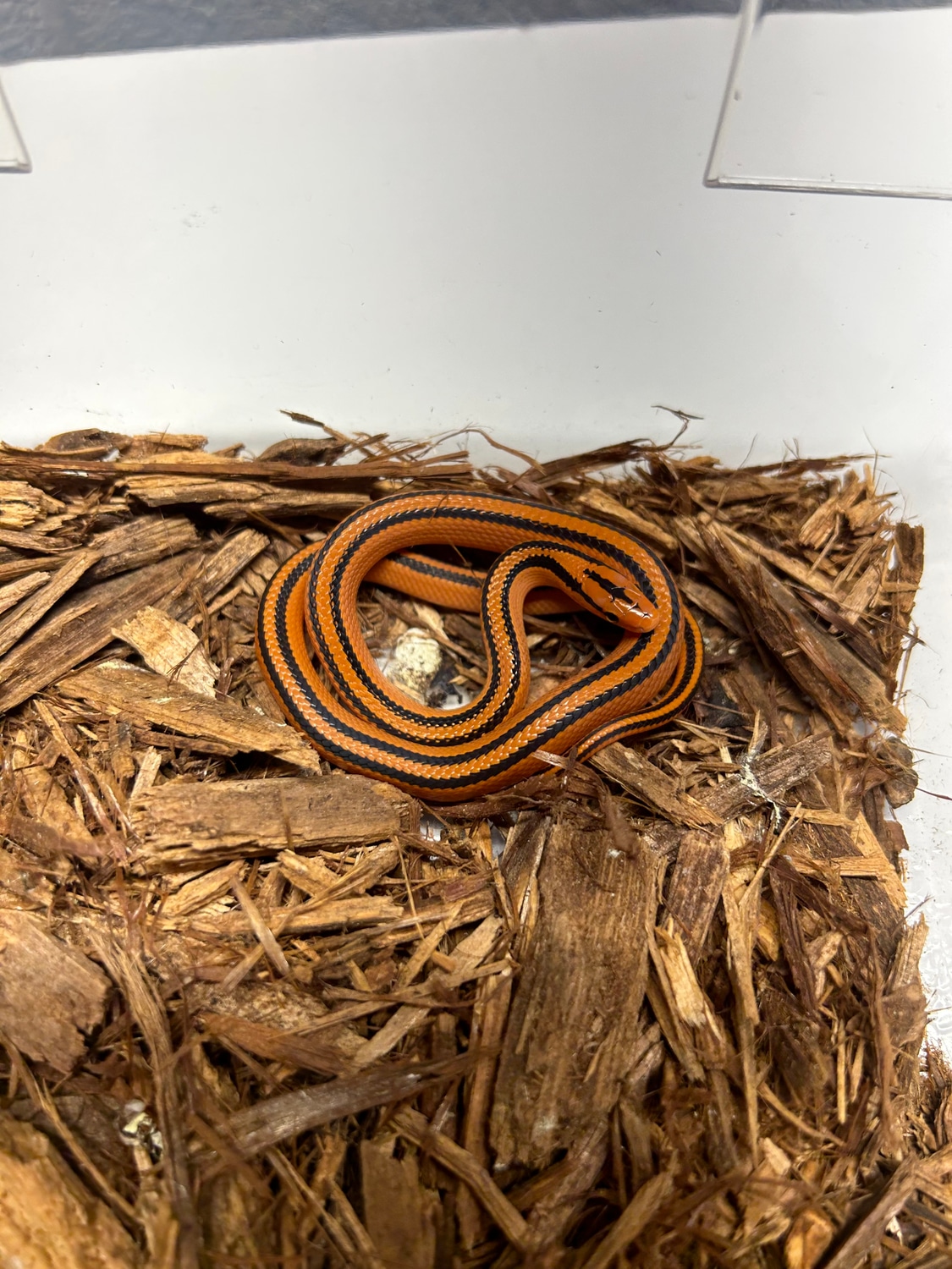 Thai Bamboo Rat Snake by Vick's Reptiles - MorphMarket