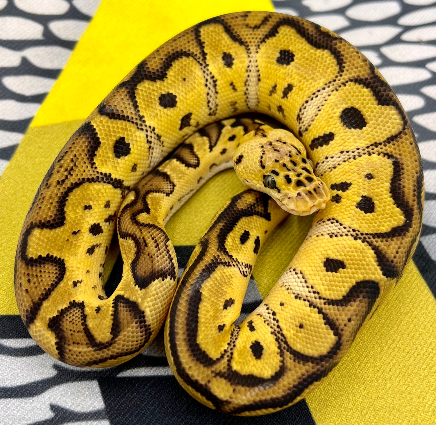 Pastel Clown Ball Python by Dreams ball python - MorphMarket