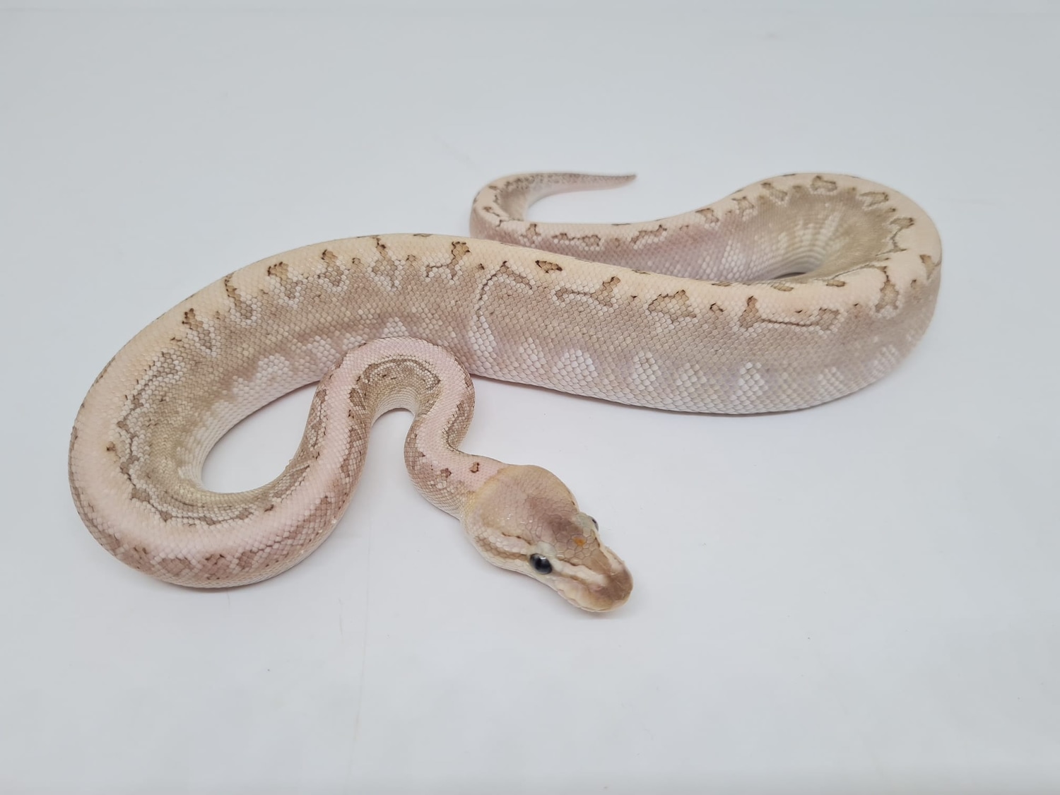 Bamboo Pinstripe Het Clown Ball Python by Dreams ball python - MorphMarket