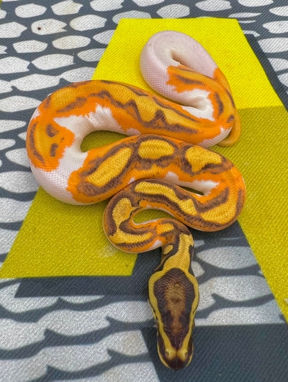Super Orange Dream Enchi Yellow Belly Pied Ball Python by Dreams ball ...