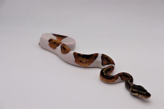 Normal Pied Ball Python by Rockin W Reptiles