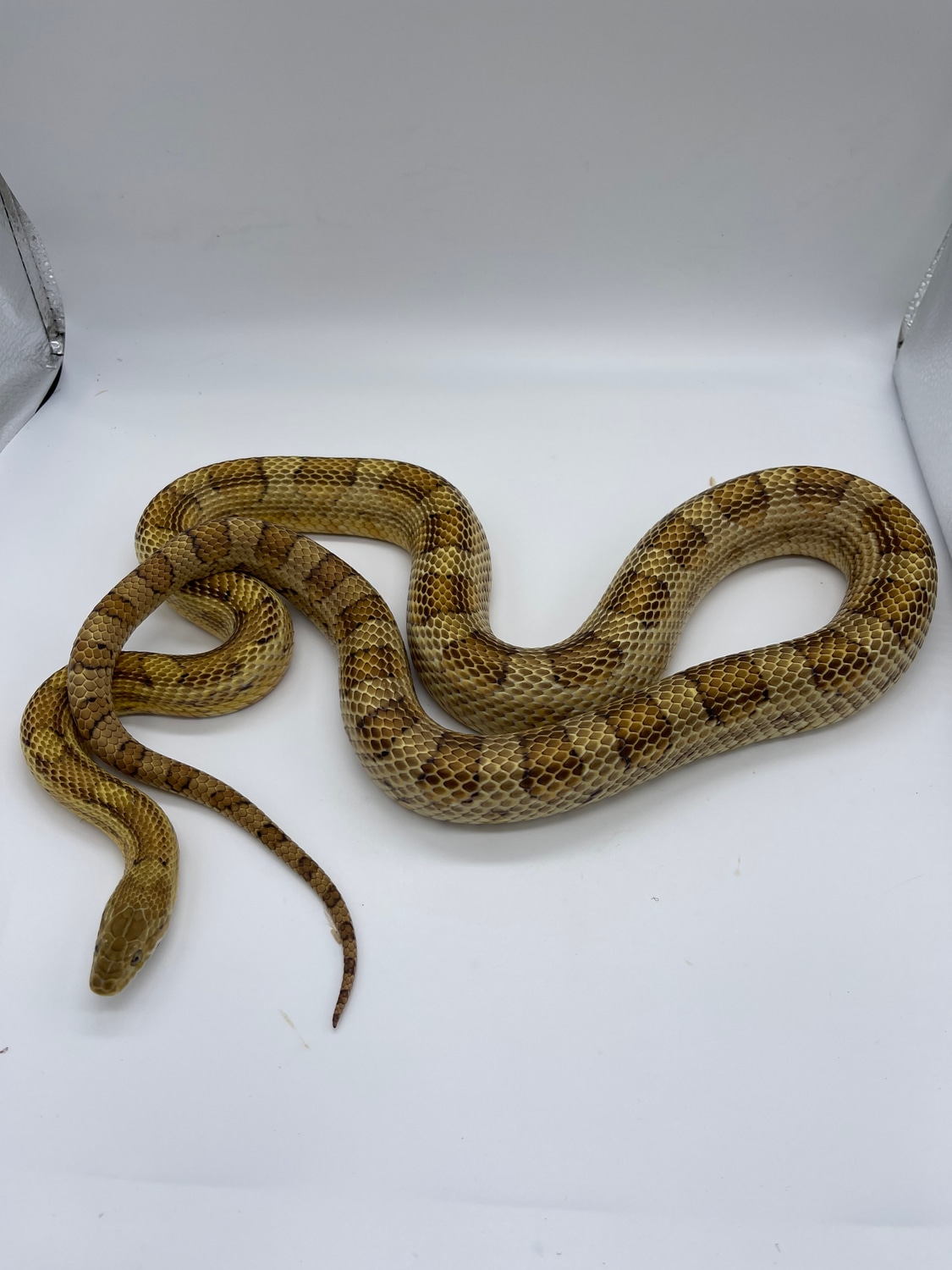 Caramel, Kastanie Male Corn Snake by Rockin W Reptiles - MorphMarket