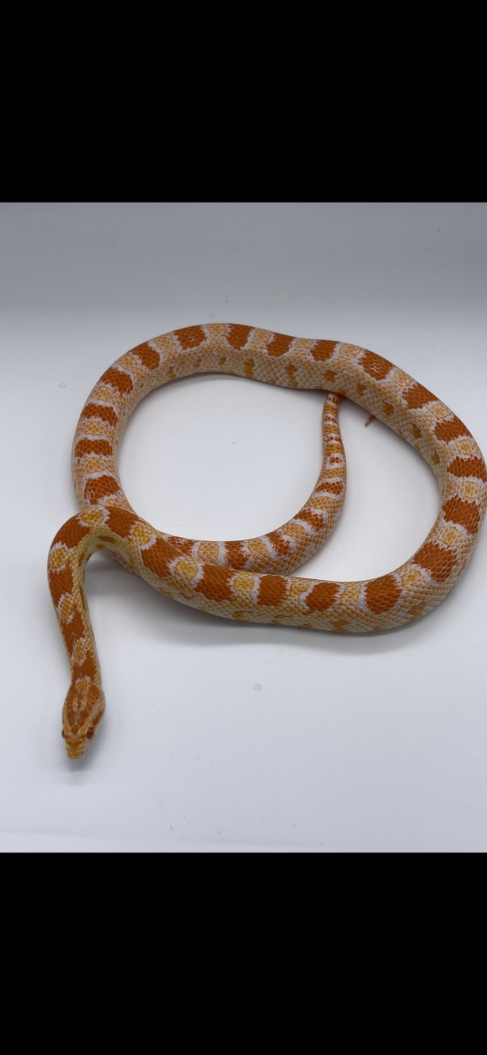 Lava Amel Okeetee Corn Snake by Rockin W Reptiles - MorphMarket