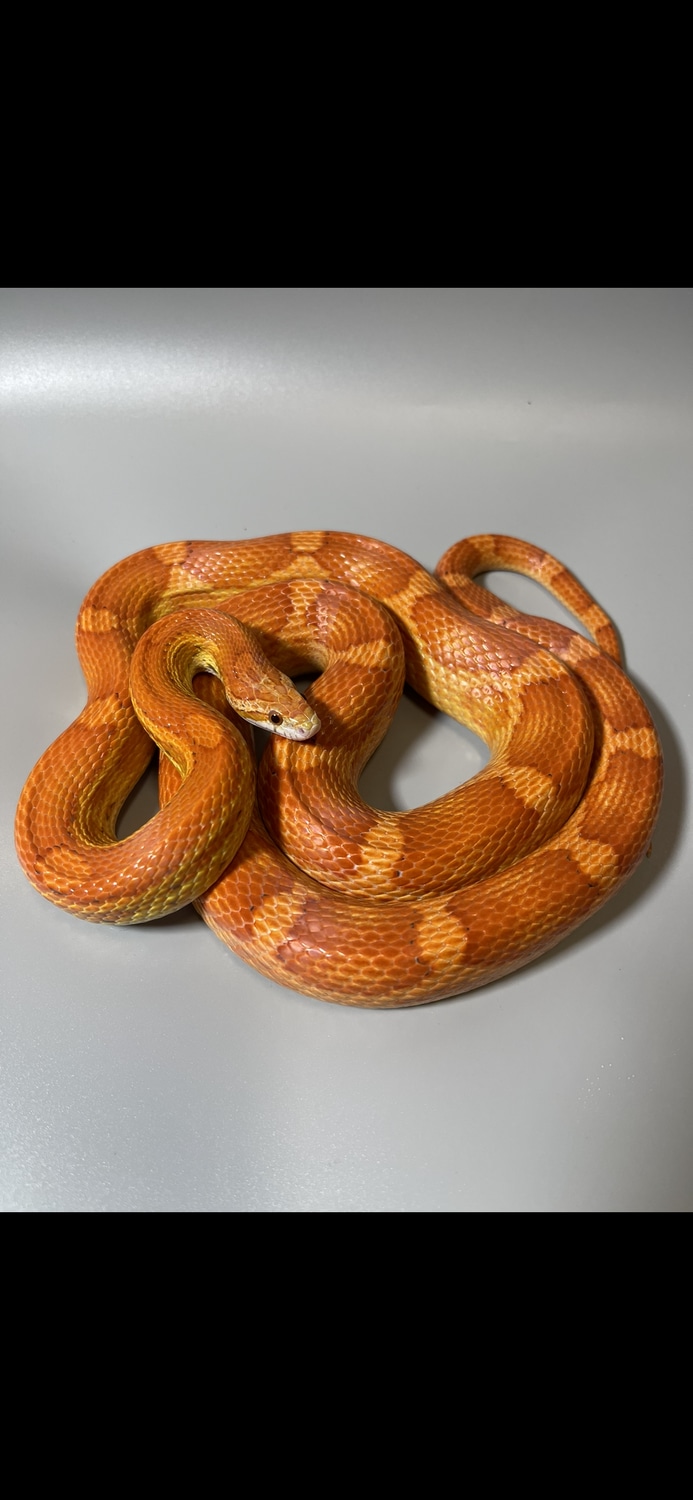 2018 Female Motley,Caramel (Het) Ultra (Het) Hypo (Het) Amelanistic ...