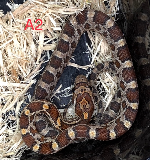 Normal Het Creamsicle Corn Snake by ABColubrids