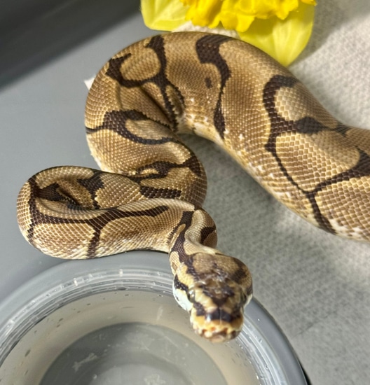 Spider Ball Python by Beachfront Sidewinders