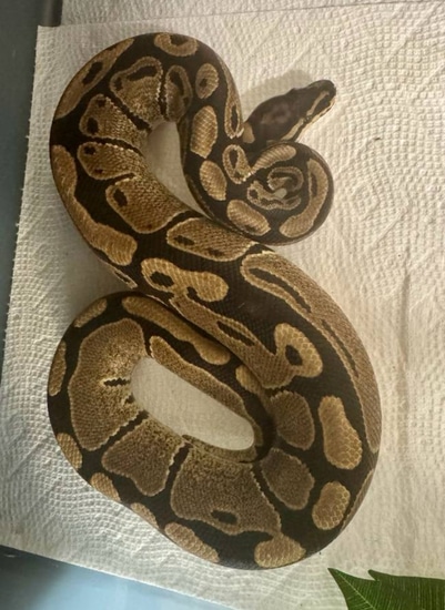Normal Ball Python by Beachfront Sidewinders