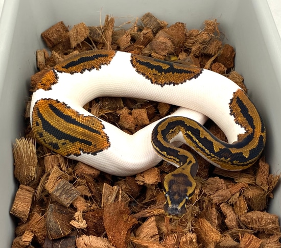 YB Leo Pied 100% Het Clown Ball Python by Medusa’s Serpents