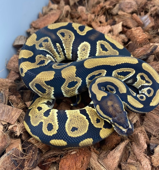 Normal 100% Het Clown/Piebald Ball Python by Medusa’s Serpents