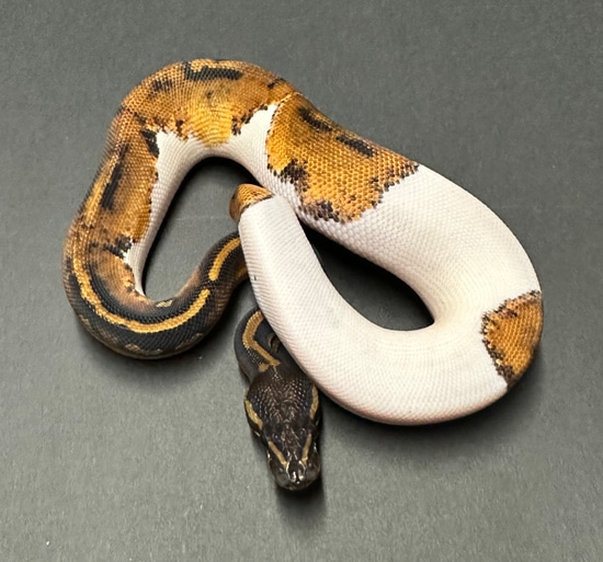 Black Head Piebald Het Lavender Albino Ball Python by Medusa’s Serpents
